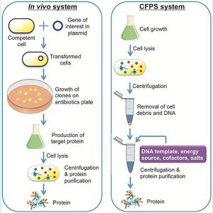 Cell-Free Protein Synthesis with Isotope Labeling | Silantes